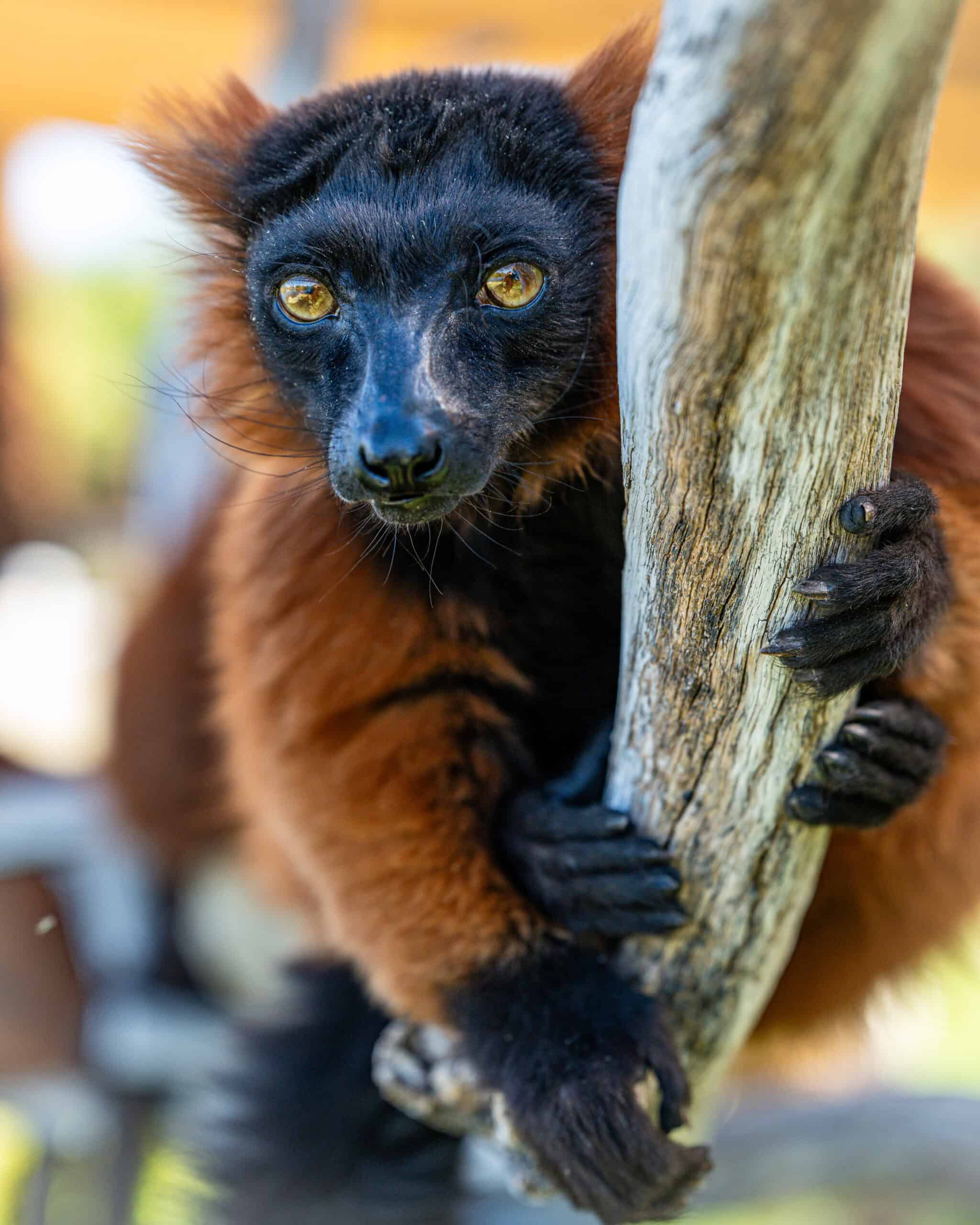 Visit the Phoenix Zoo: Tickets, Hours, & More | Phoenix Zoo