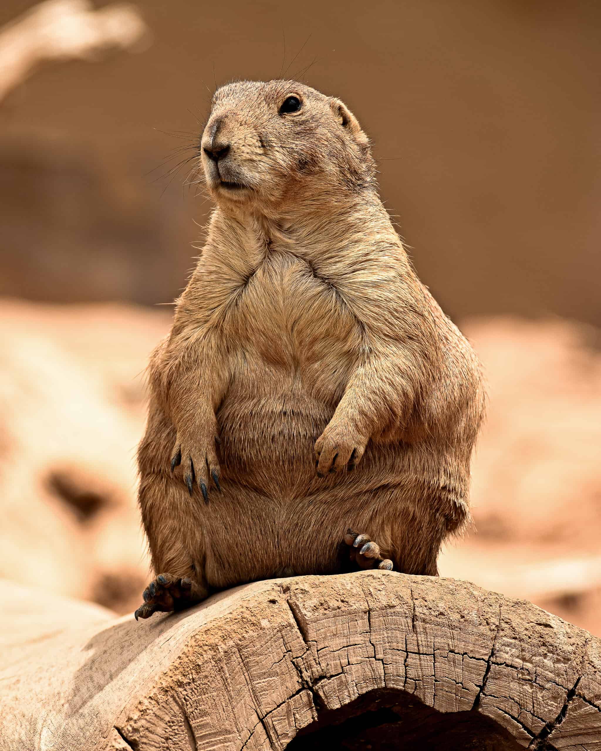 Zoom Animals: Virtual Events | Phoenix Zoo