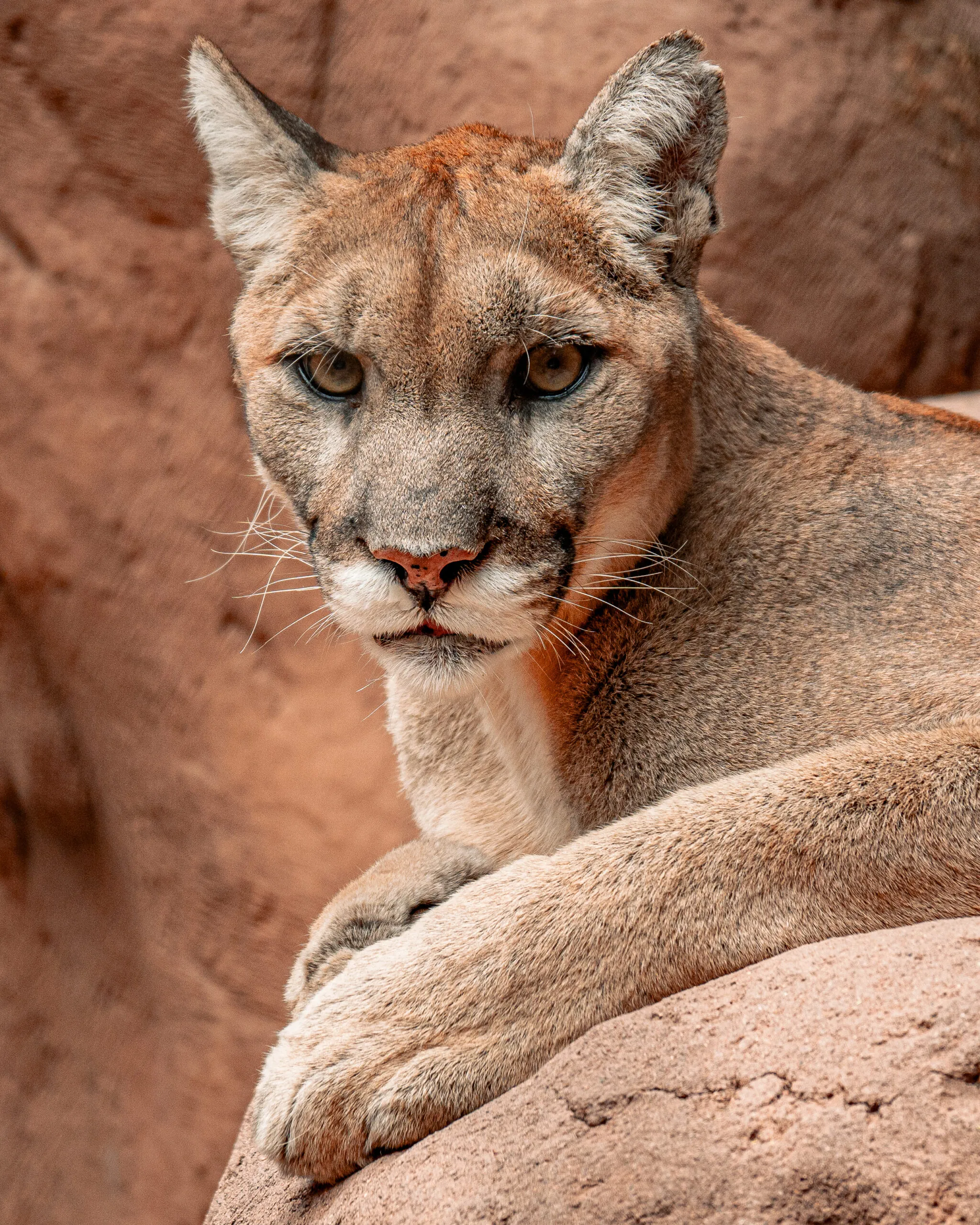 Arizona Trail Wildlife Habitats | Phoenix Zoo