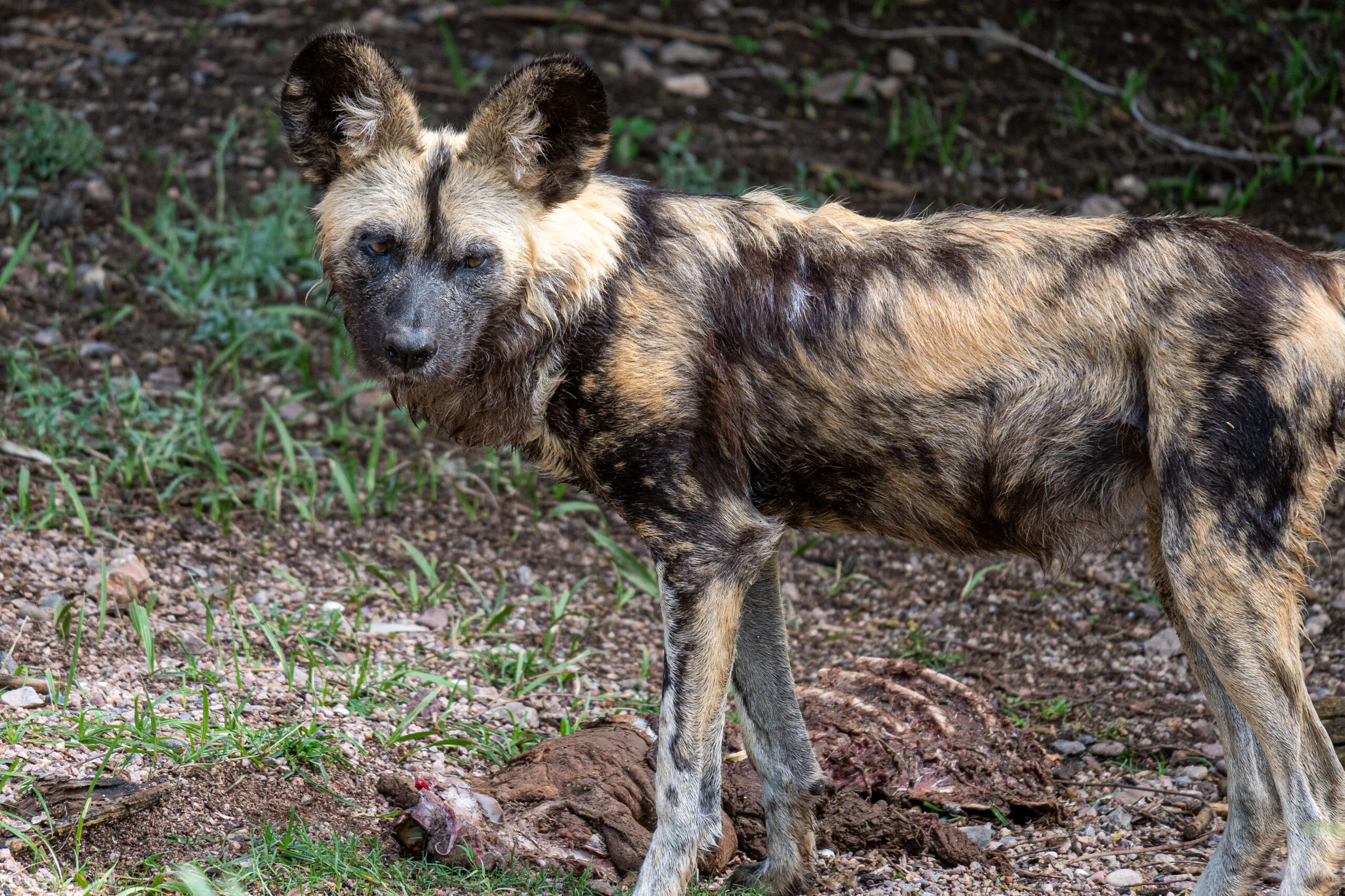 Africa Trail Animal Habitats | Phoenix Zoo