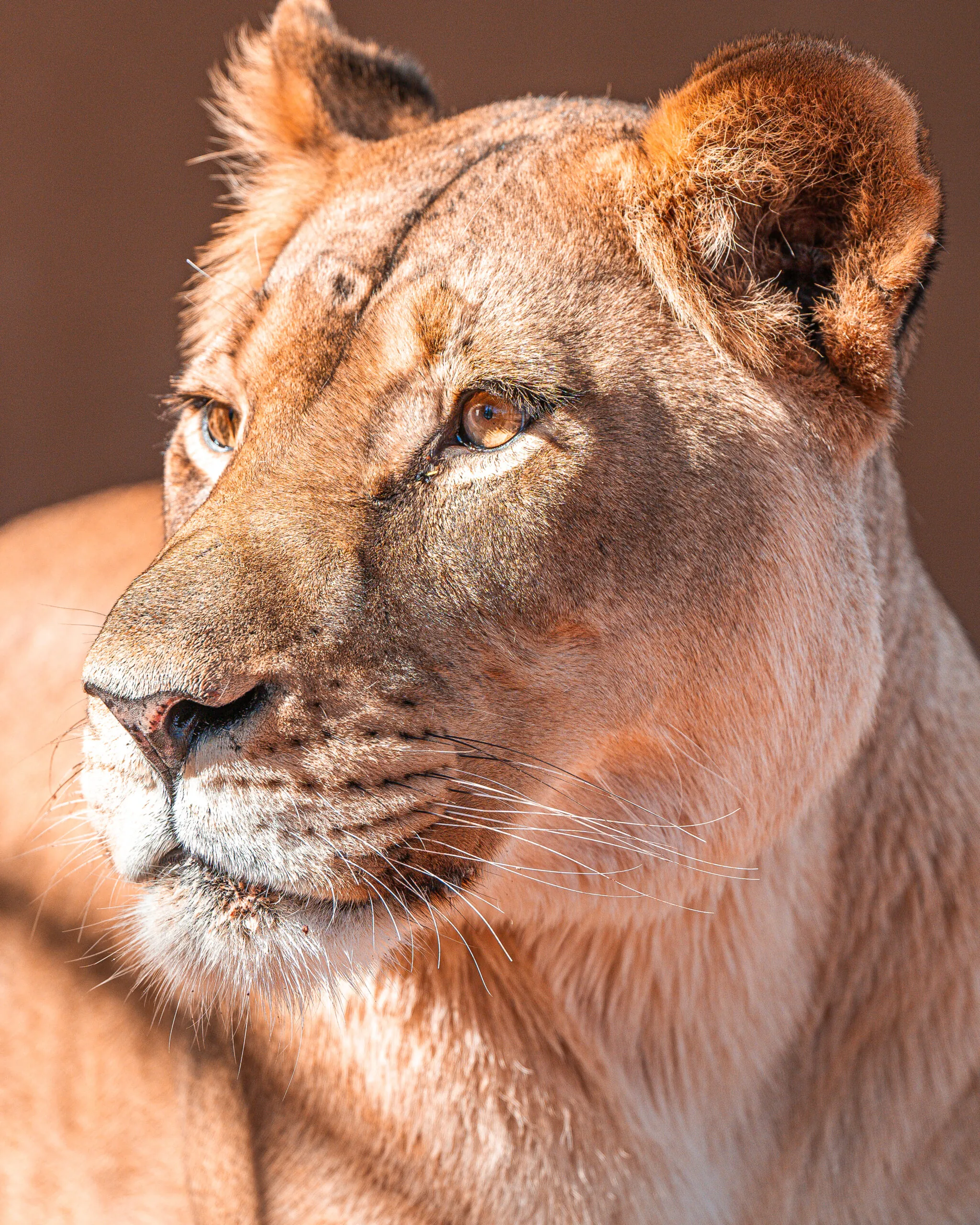 Learn About African Lions | Phoenix Zoo