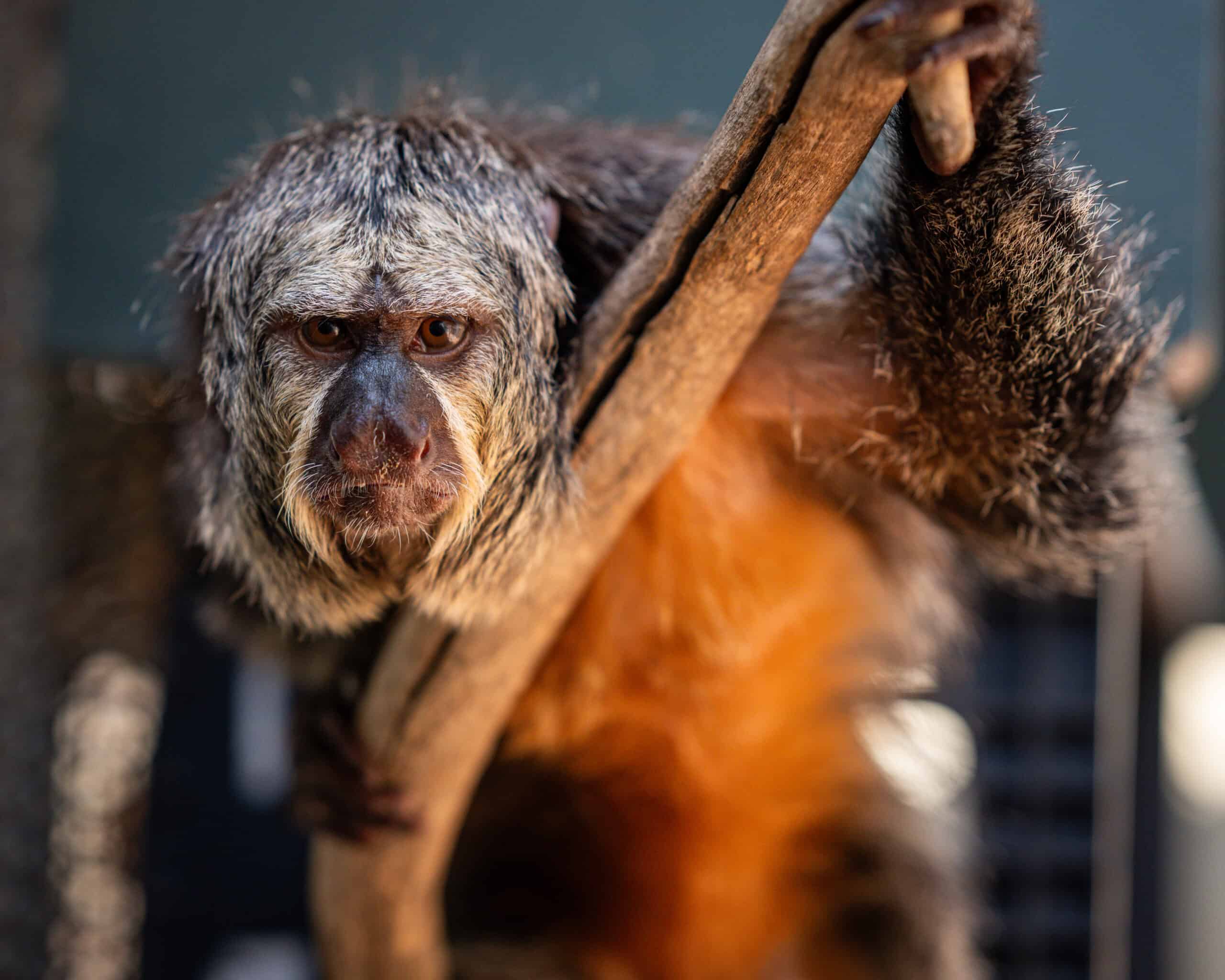 Explore Our Offerings | Phoenix Zoo