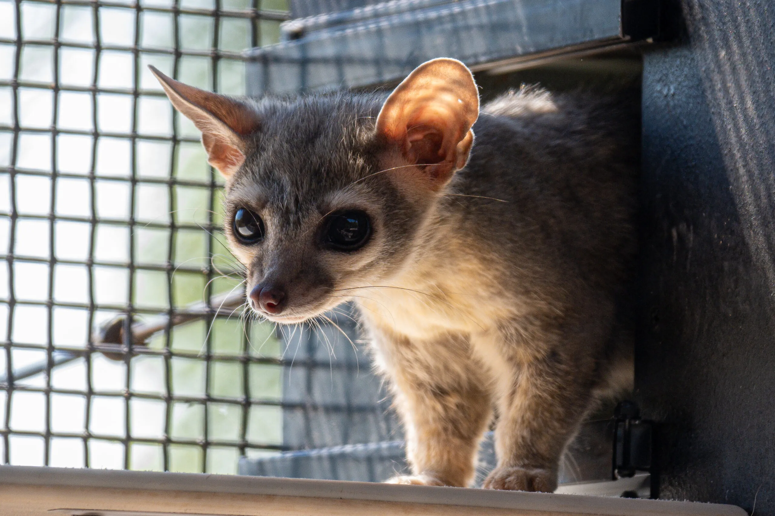 Ringtail - Phoenix Zoo