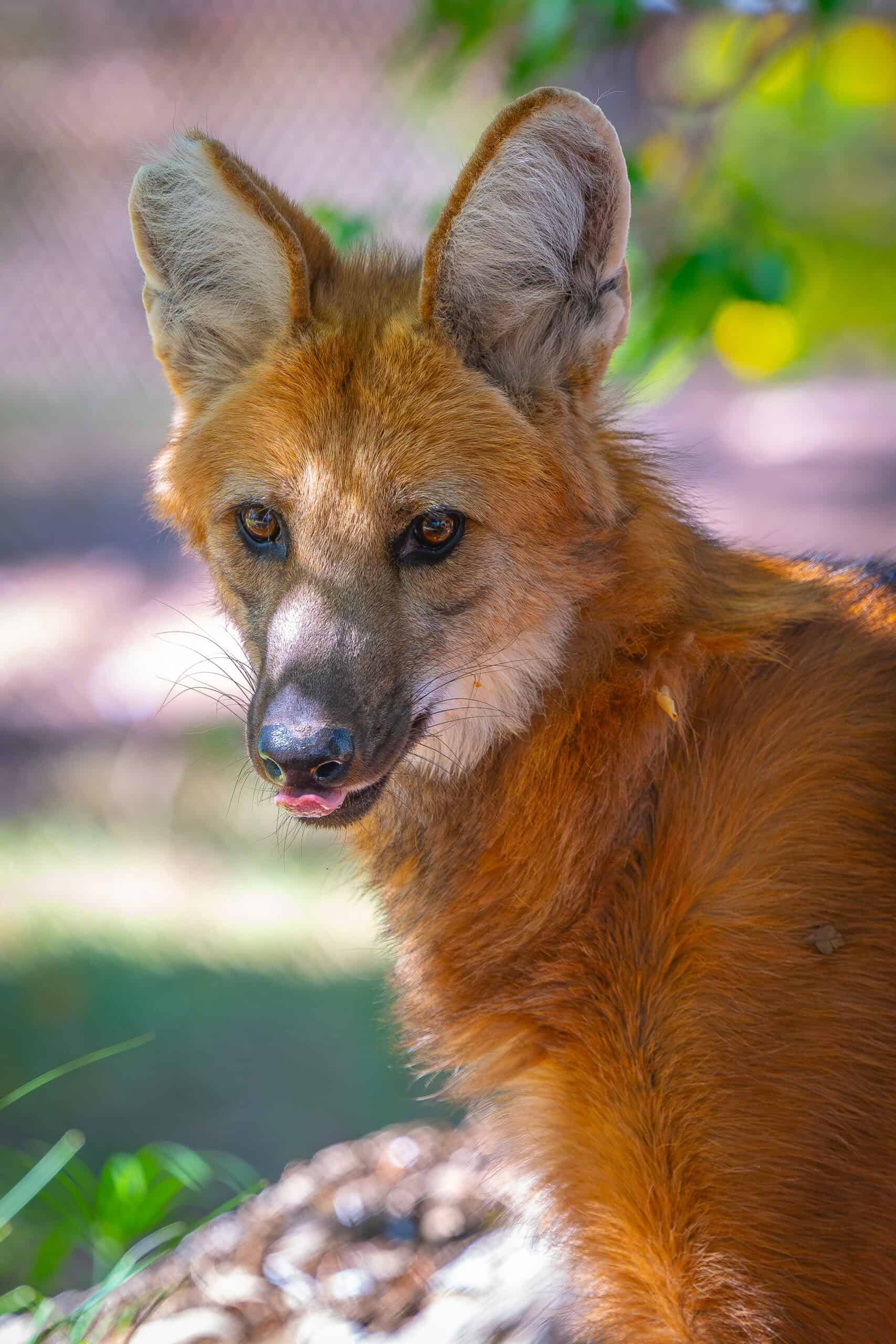 Trail Map | Phoenix Zoo