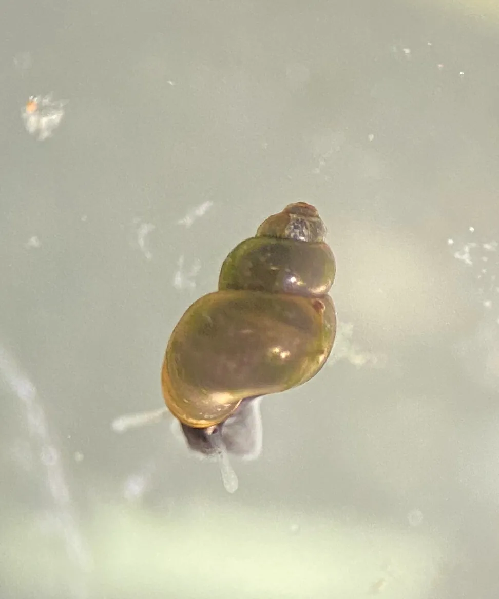 Springsnail Conservation | Phoenix Zoo