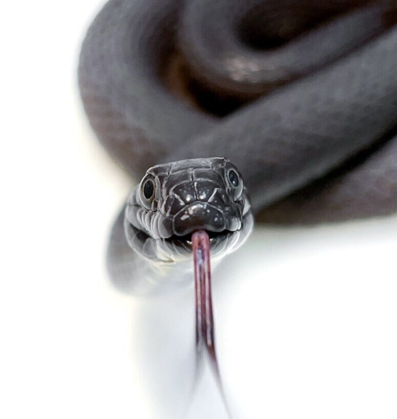 Garter Snake Eyes Closeup Macro Shot Of A Garter Snake Head. Stock