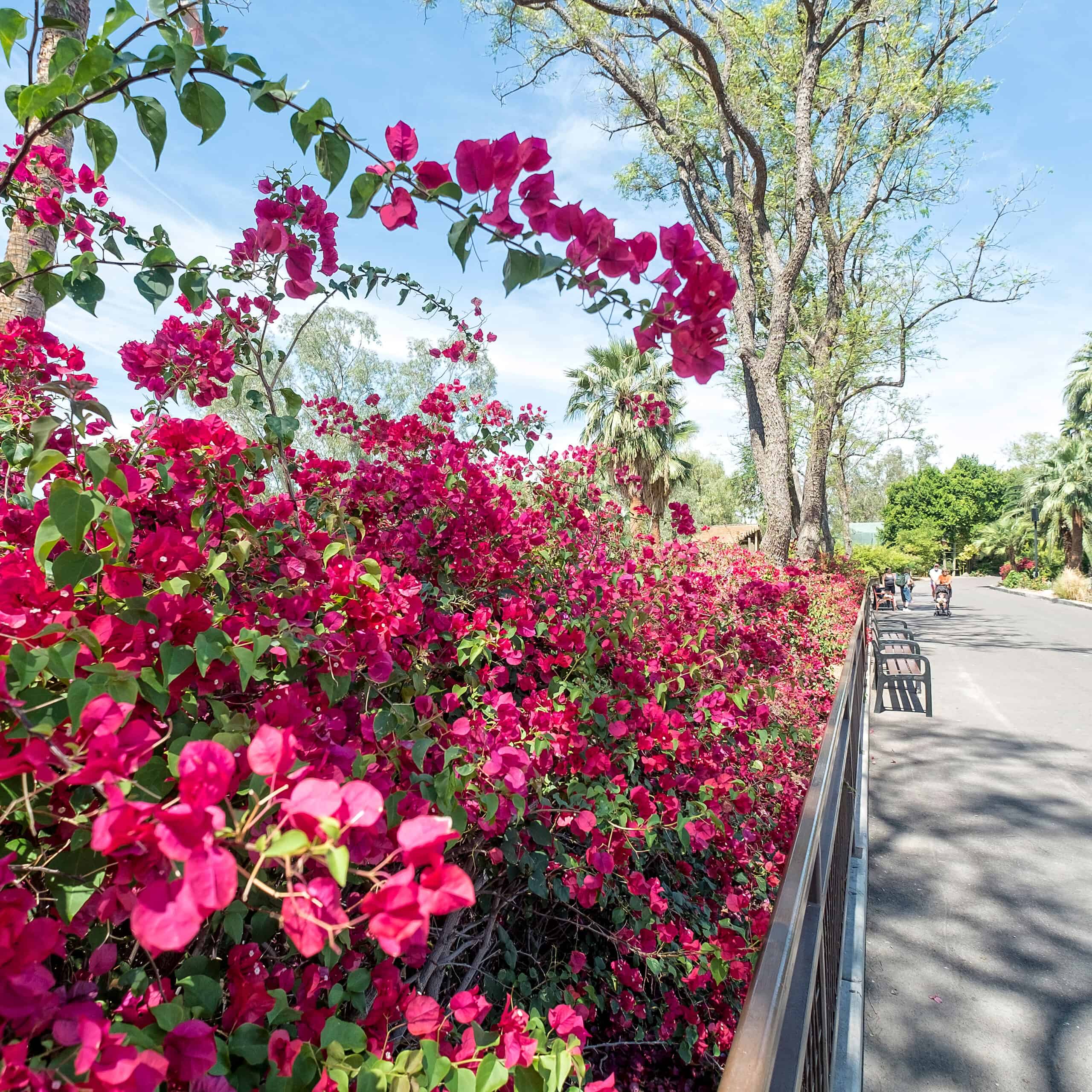 Host An Event - Phoenix Zoo