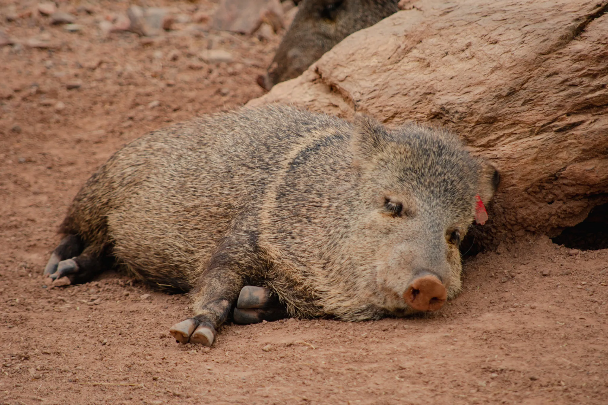 Collared Peccary - Phoenix Zoo