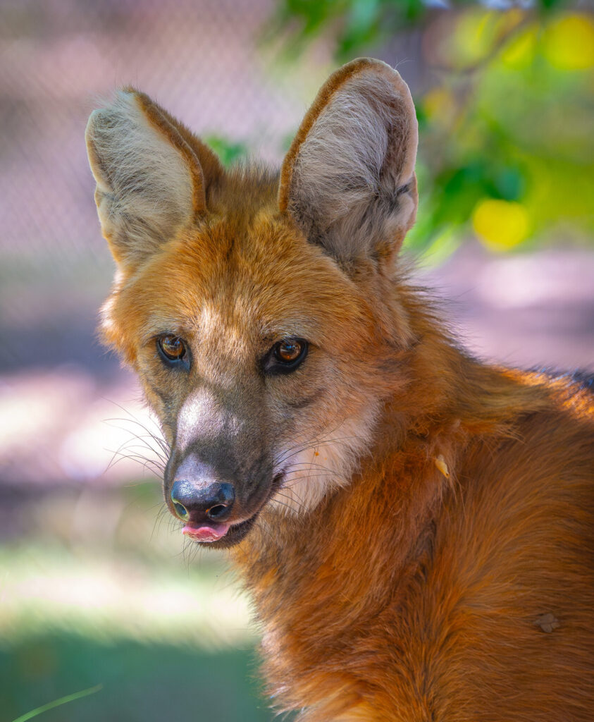 Maned Wolf - Phoenix Zoo