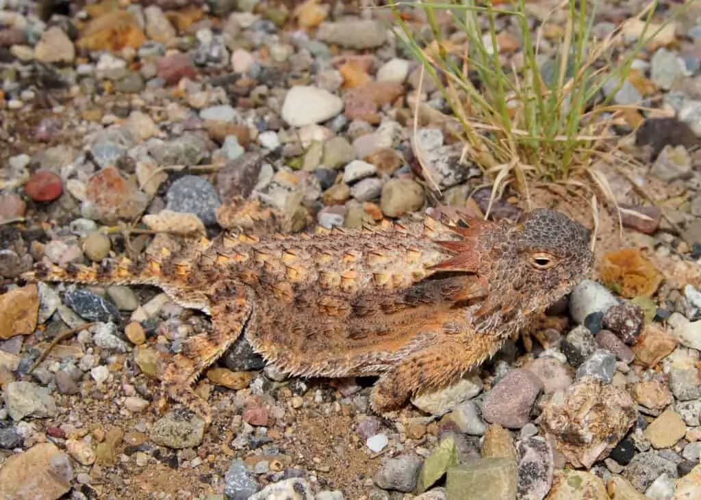 Horned Lizards - Phoenix Zoo