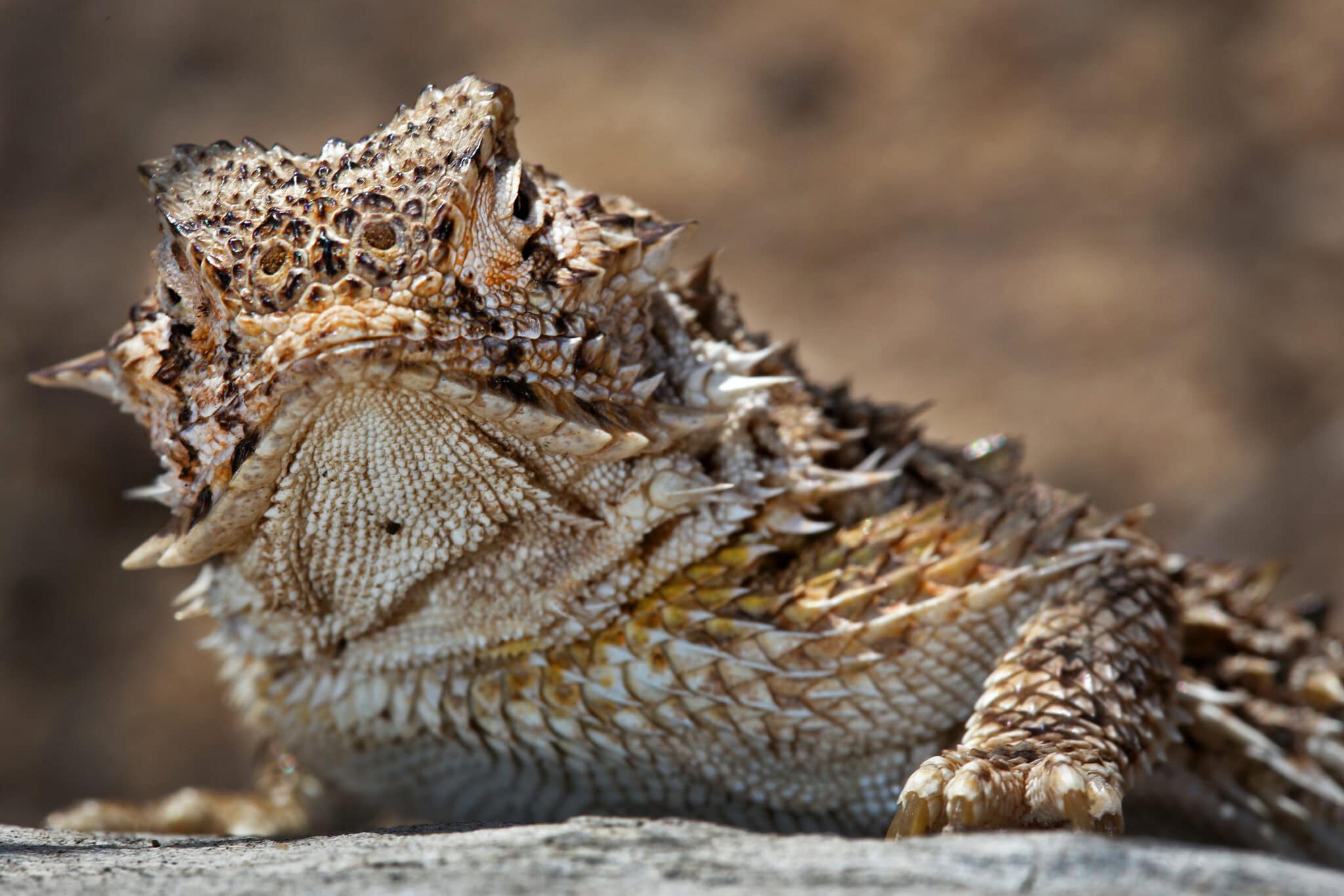 Horned Lizards - Phoenix Zoo