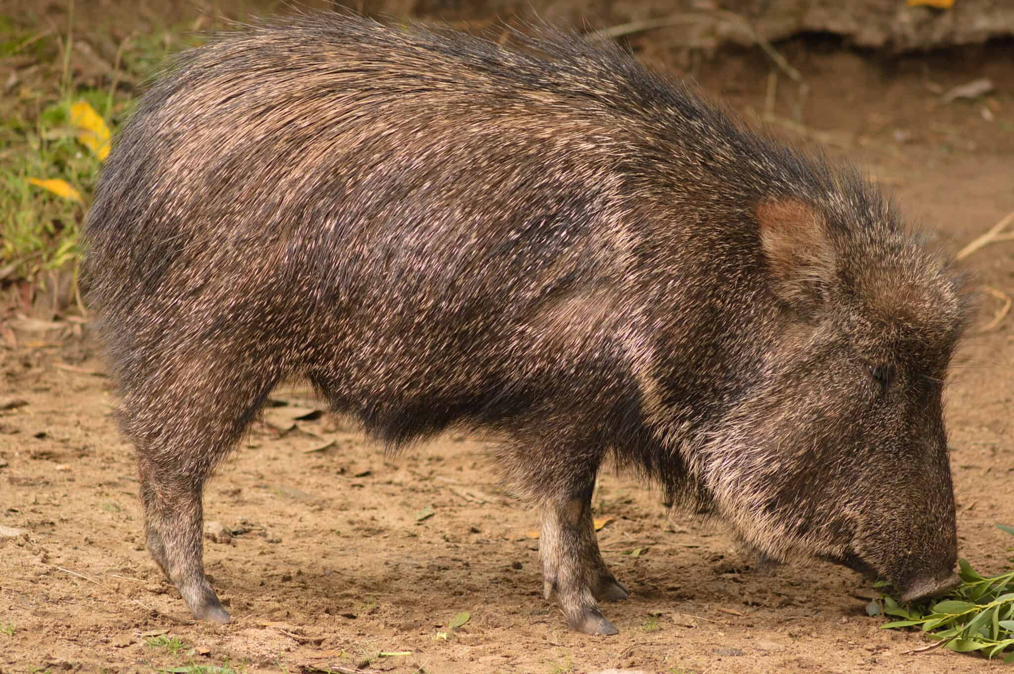 Collared Peccary - Phoenix Zoo