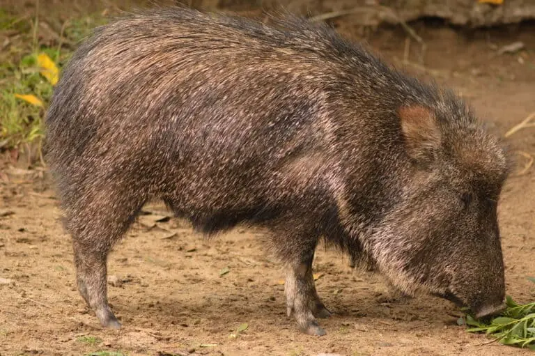 Collared Peccary - Phoenix Zoo