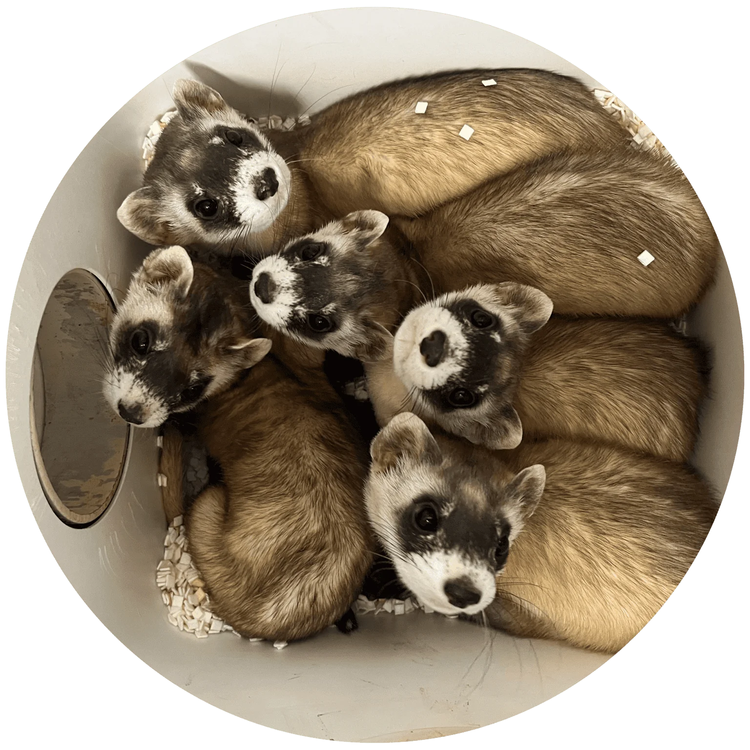 Behind-the-Scenes & Guided Zoo Tours | Phoenix Zoo