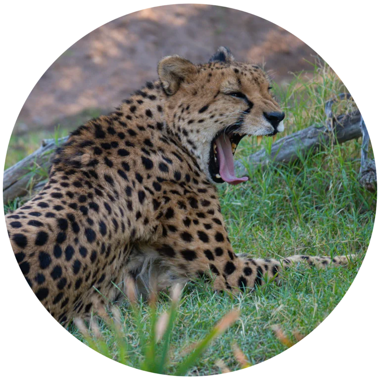 Field Conservation Research Projects | Phoenix Zoo