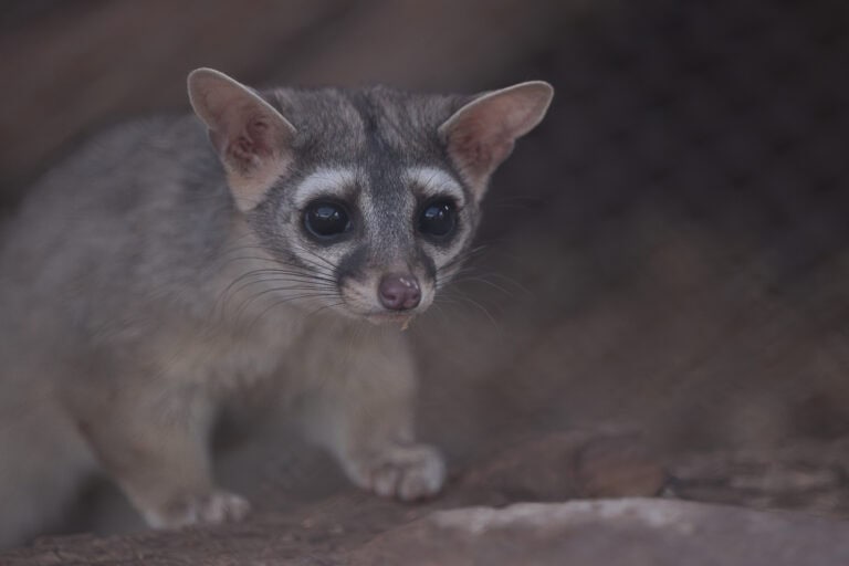 Ringtail - Phoenix Zoo