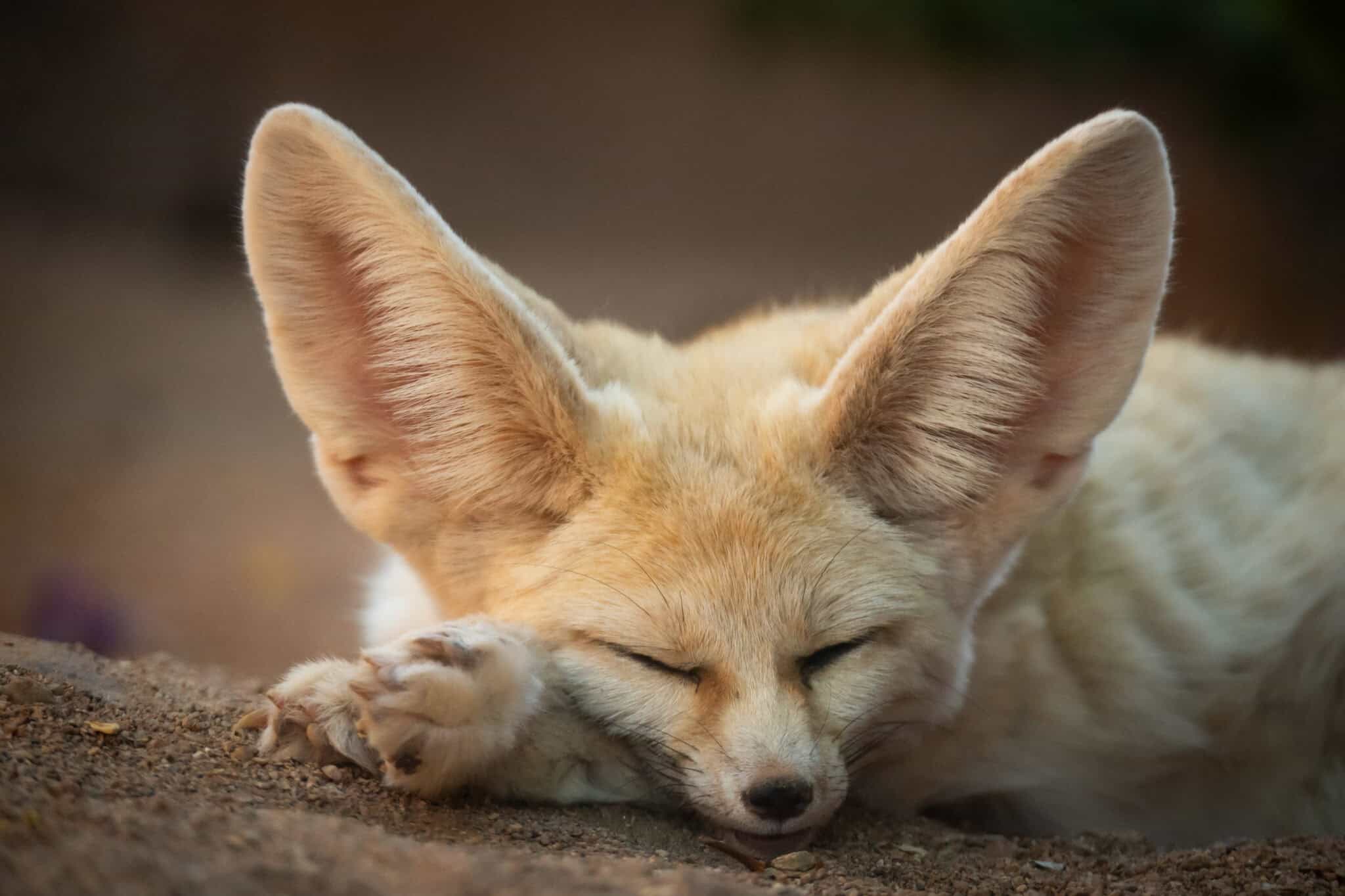 Learn About Fennec Foxes | Phoenix Zoo