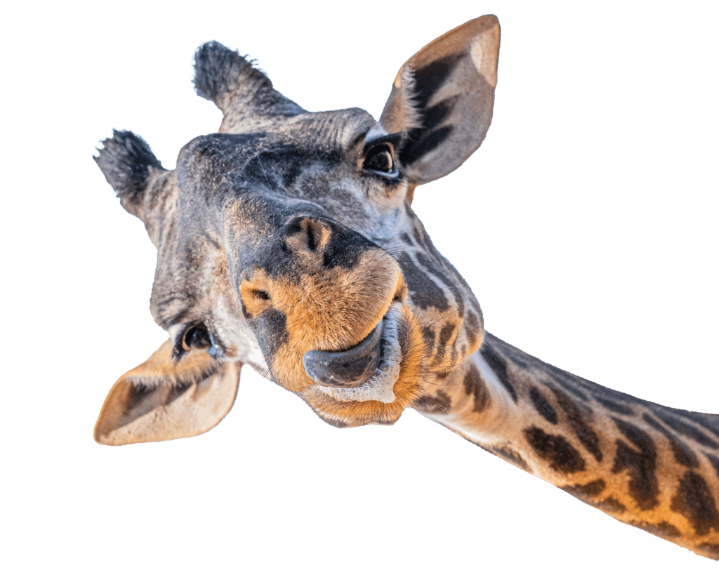 Sonoran Gopher Snake - Phoenix Zoo