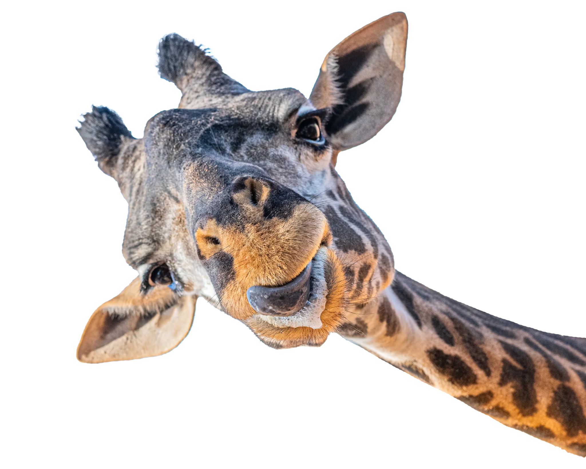 Black-throated Magpie Jay - Phoenix Zoo