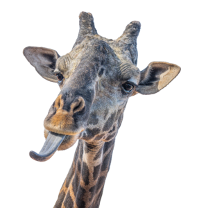 Horned Lizards - Phoenix Zoo