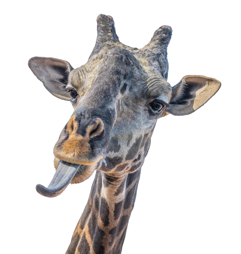 Zoo Maps - Phoenix Zoo