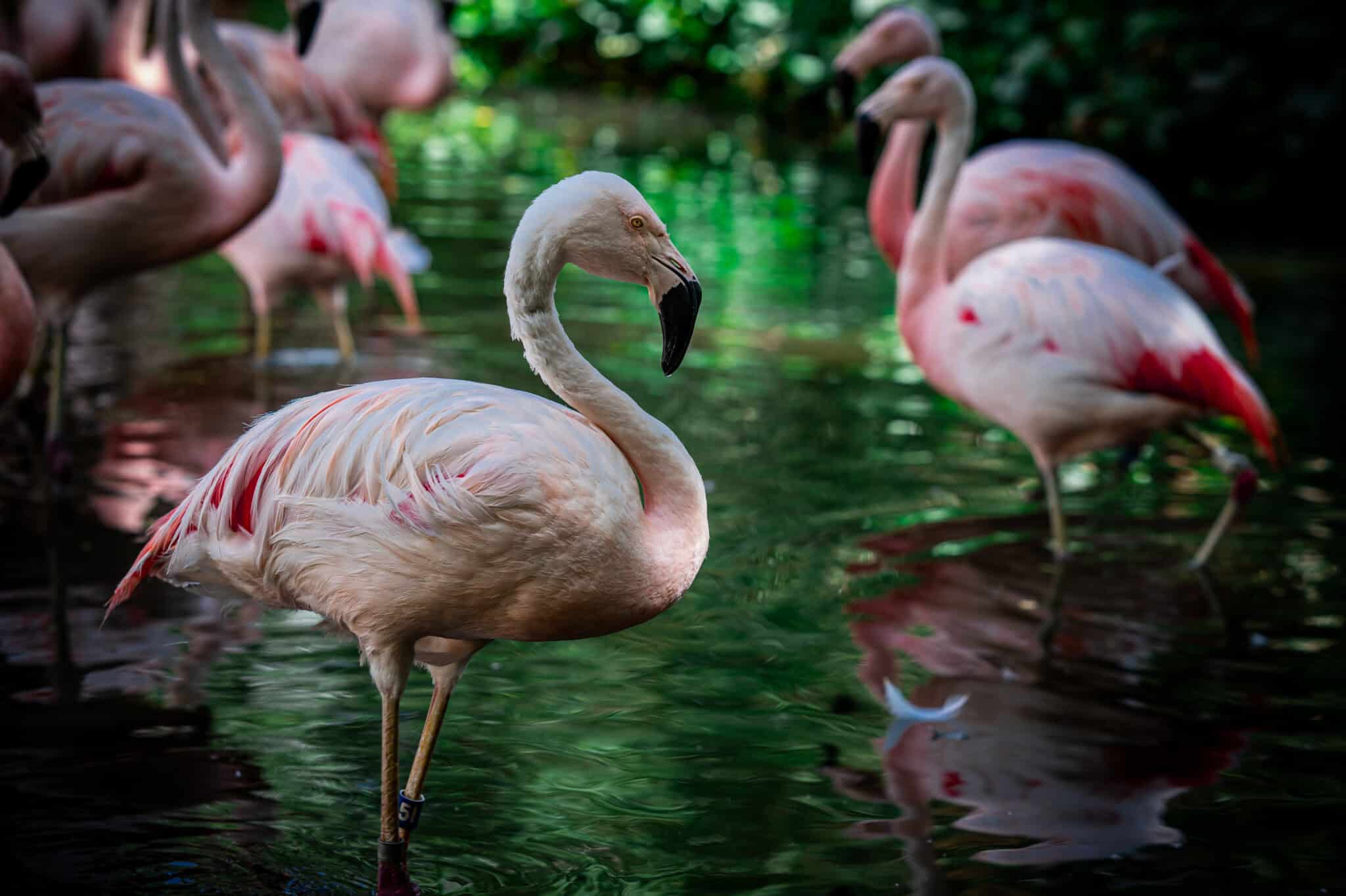 Learn About Flamingos | Phoenix Zoo