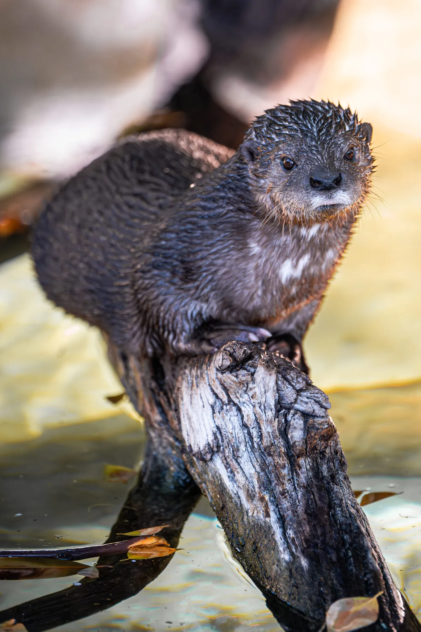 Spotted-Necked Otter - Phoenix Zoo