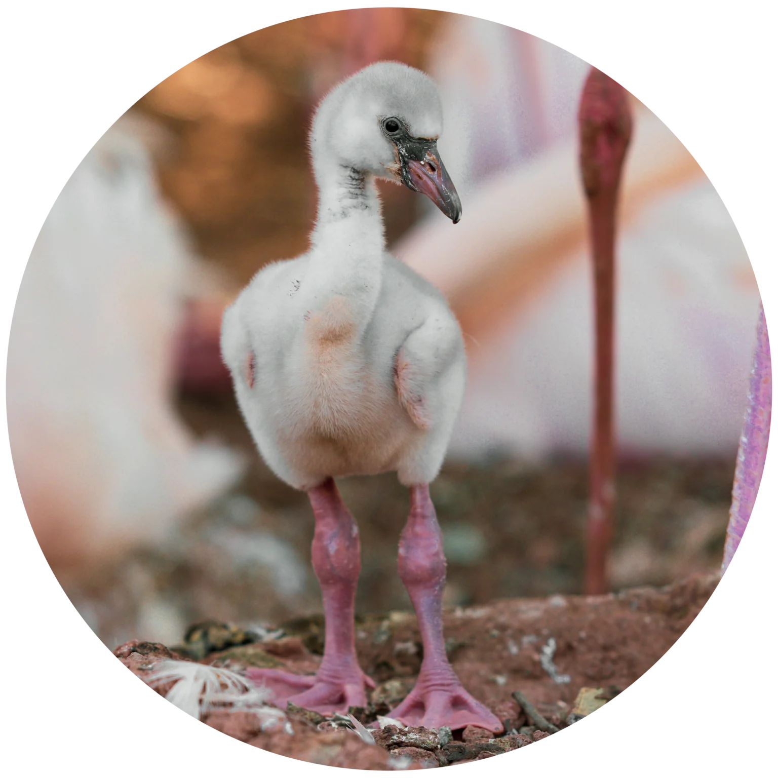 Behind-the-Scenes & Guided Zoo Tours | Phoenix Zoo