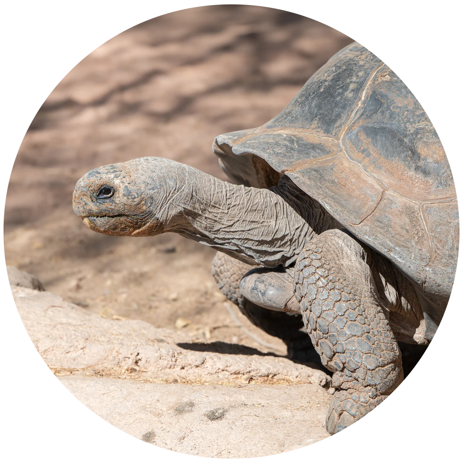 Animal Tours - Phoenix Zoo
