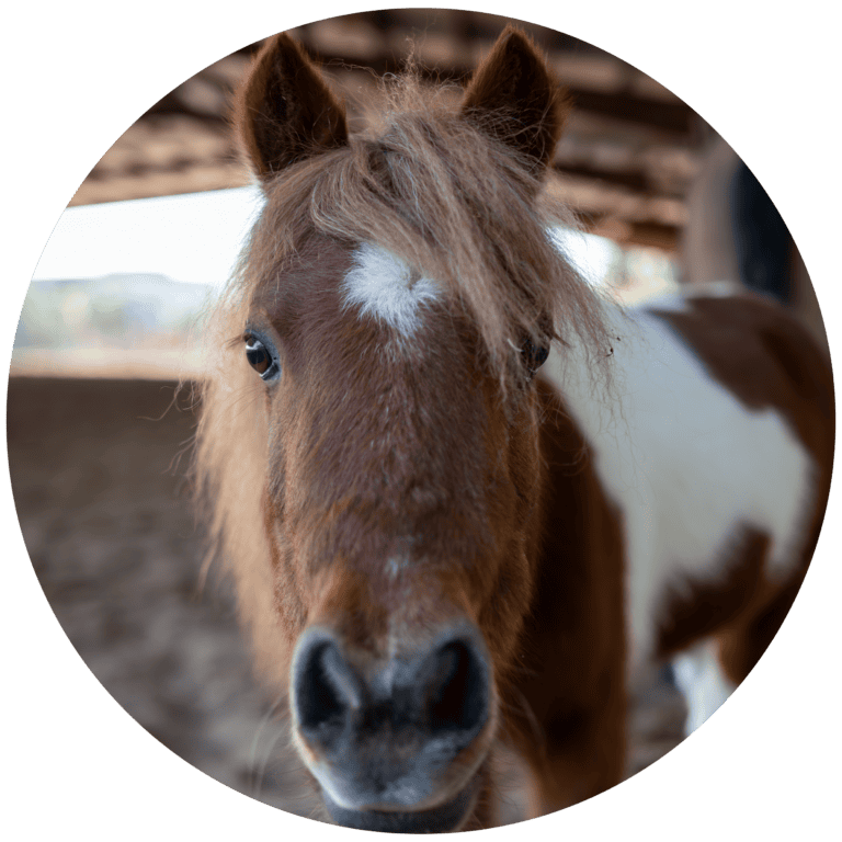 Animal Tours - Phoenix Zoo