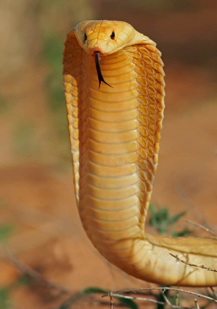 Cobras - Phoenix Zoo