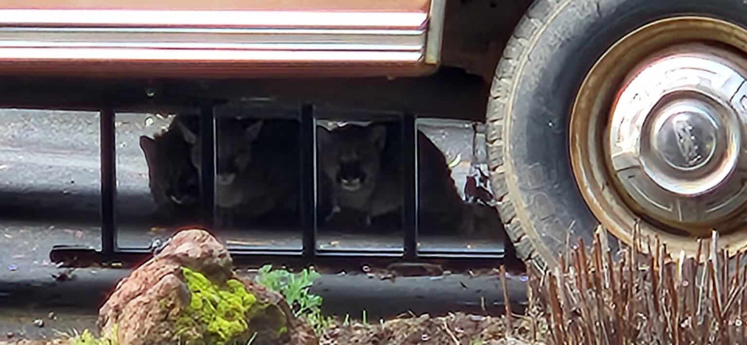 A Window Into the Wild: The Rescue of Fern and Thistle - Phoenix Zoo